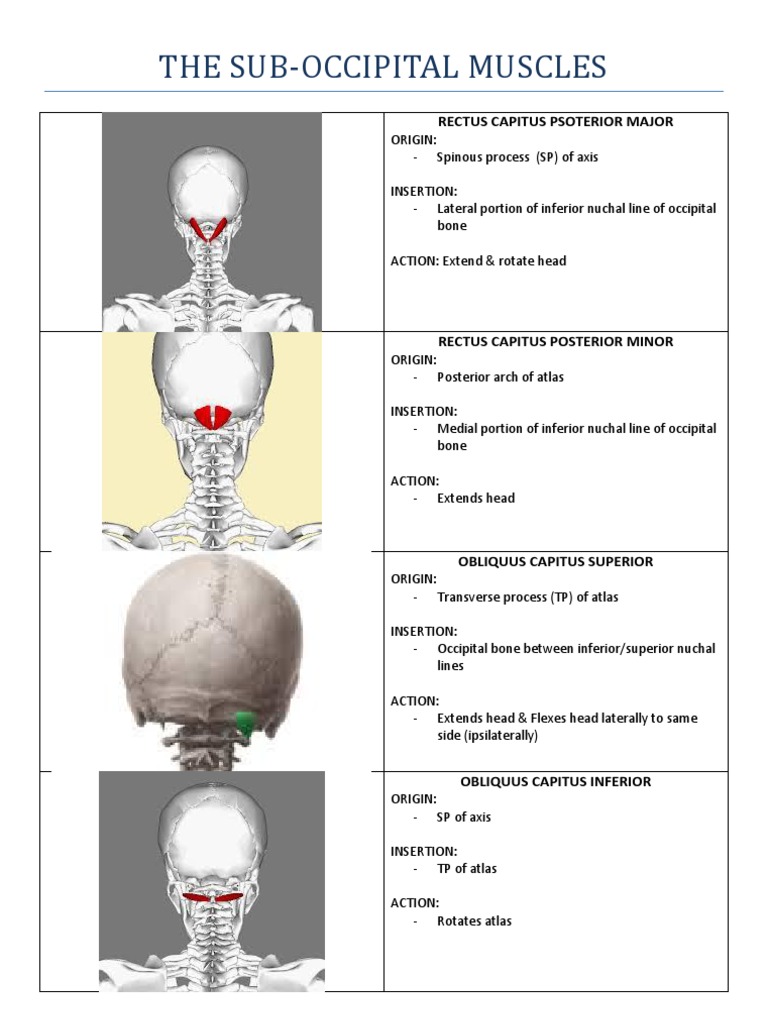 Suboccipital Muscle Anatomy Overview | PDF