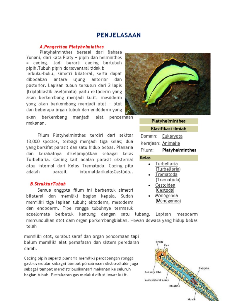 Struktur Cacing Pita