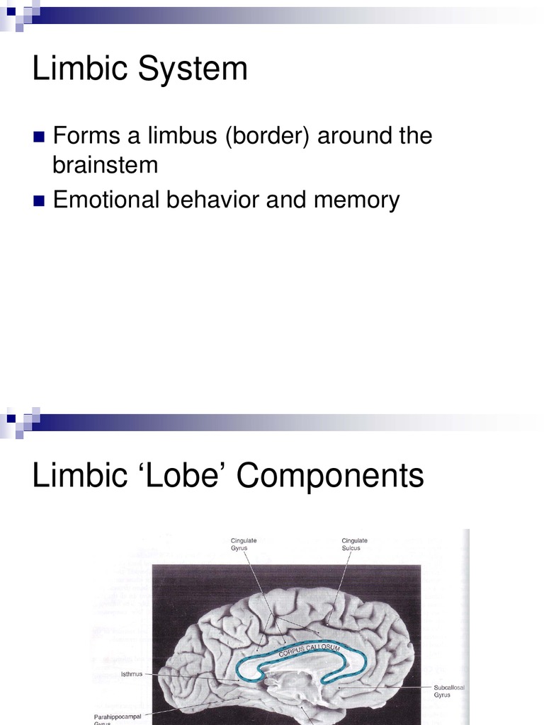 Limbic System: Forms A Limbus (Border) Around The Brainstem Emotional ...