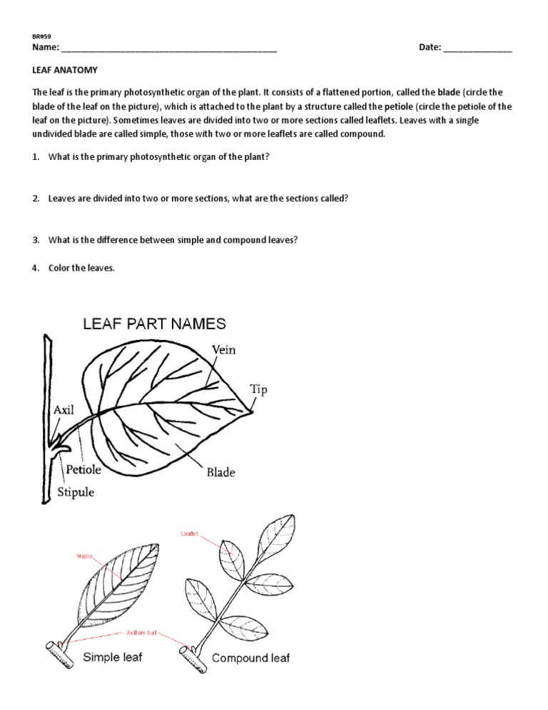 Bell Ringer On Structure On Leaves | PDF | Leaf | Photochemistry