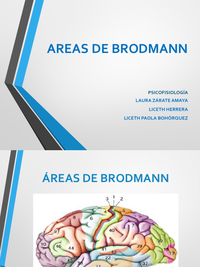Areas de Brodmann | PDF | Percepción visual | Corteza visual