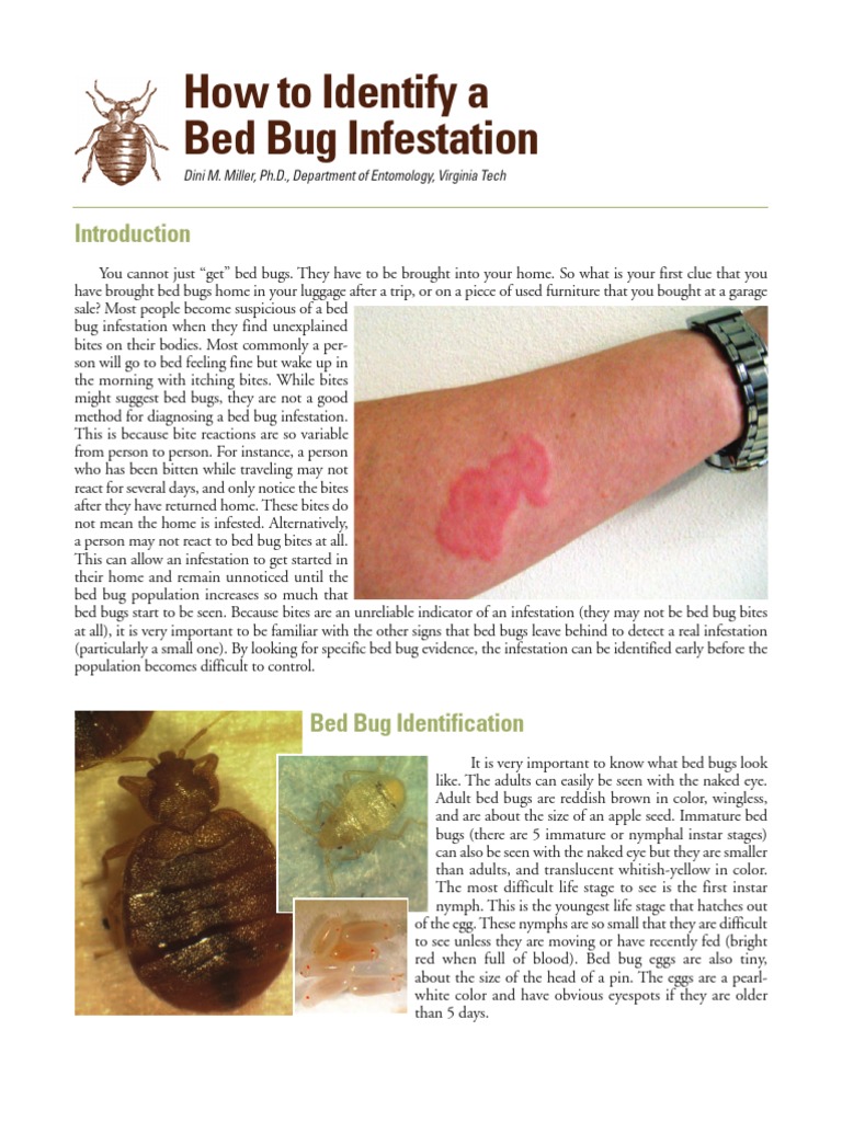 Bed Bugs | PDF | Insects | Feces