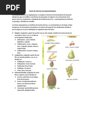 Fruto De Las Angiospermas Diferencias Entre Gimnospermas Y
