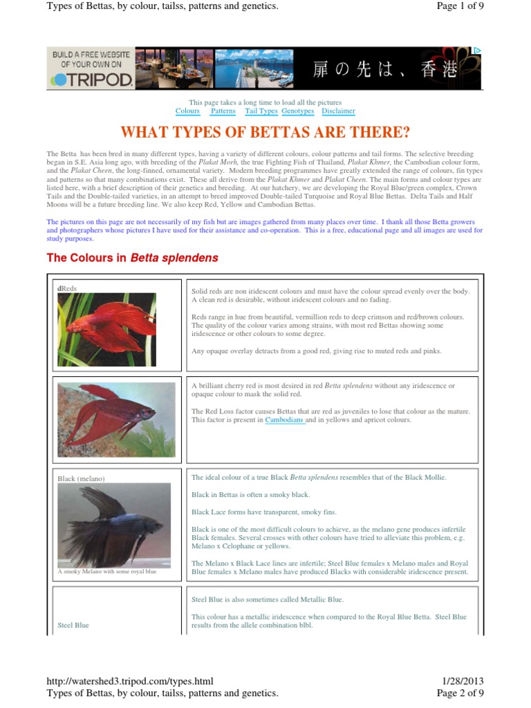 What Types of Bettas Are There PDF | PDF | Dominance (Genetics) | Blue