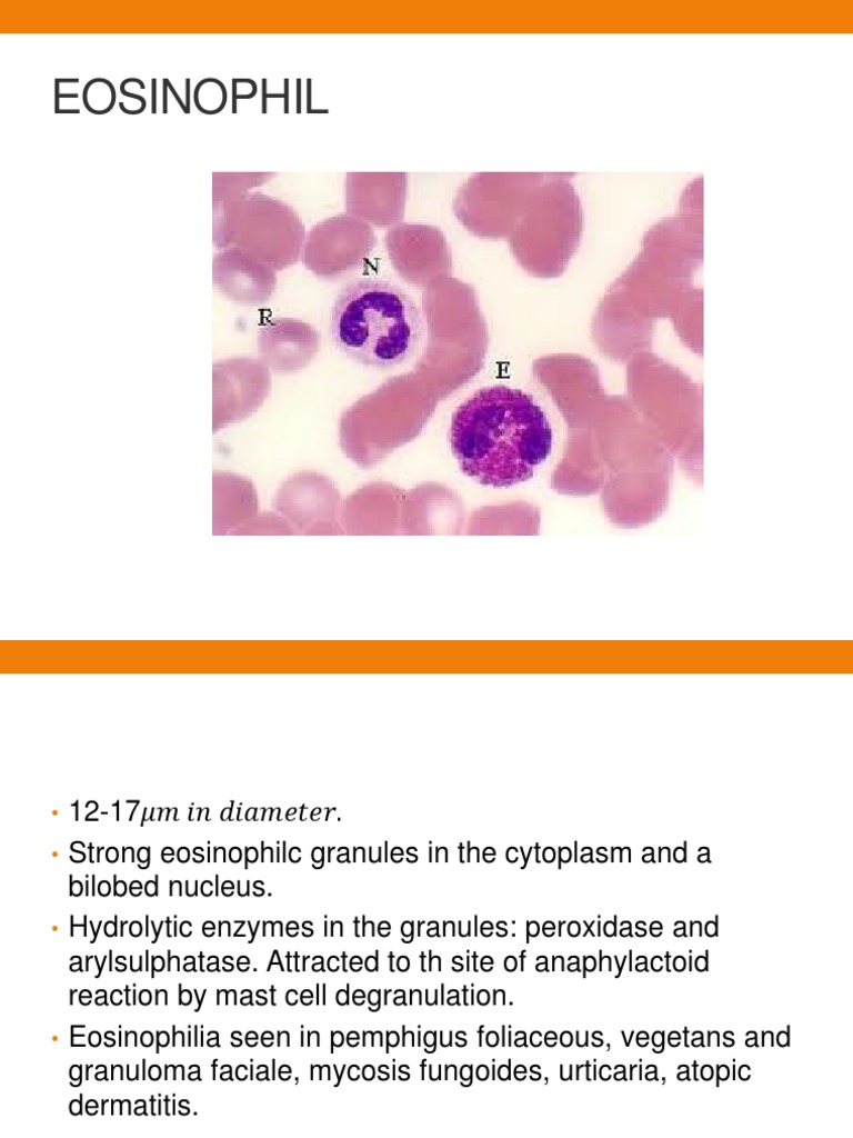 EOSINOPHIL, NEUTROPHIL, LYMPHOCYTE, MONOCYTE, MAST CELL, HISTIOCYTE ...