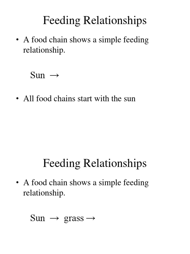 Food Chains & Webs for Educators | PDF | Home & Garden | Wellness