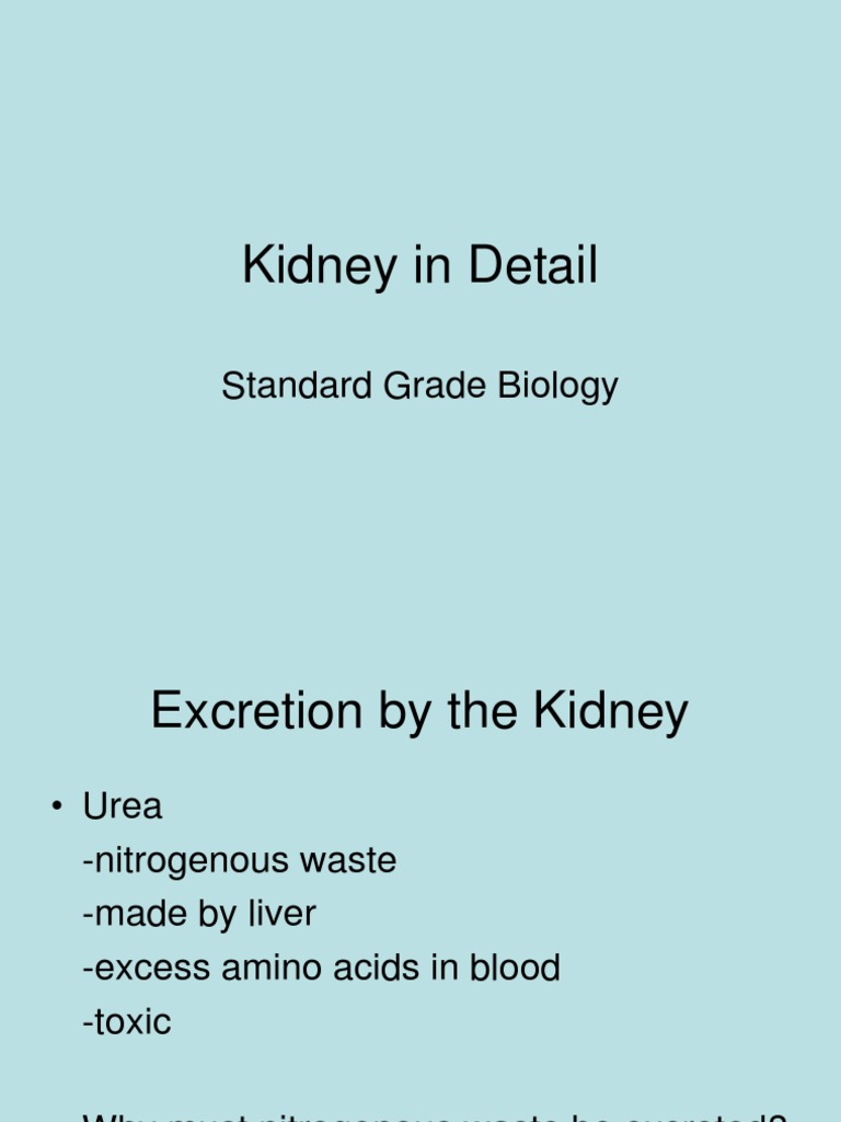 Kidney in Detail: Standard Grade Biology | PDF | Kidney | Urinary System
