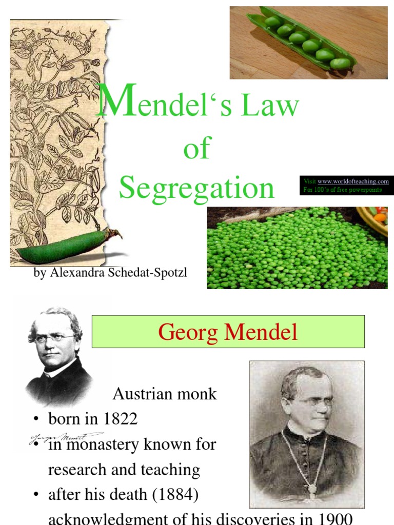 Mendel's Law of Segregation Explained | PDF | Allele | Dominance (Genetics)