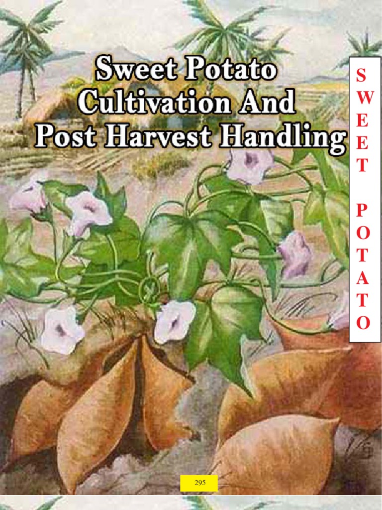 Sweet Potato | PDF | Potato | Sweet Potato