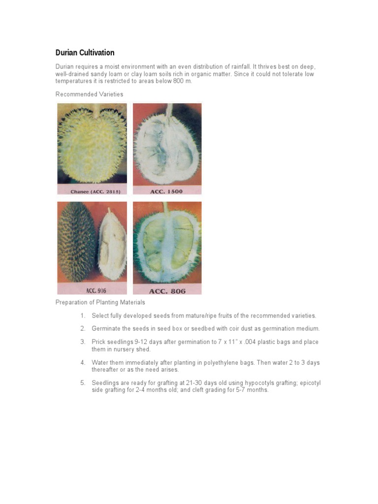 Durian Cultivation | Trees | Soil