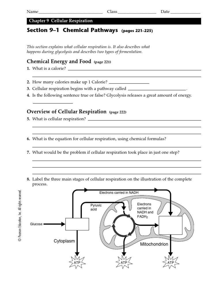 Biology Lesson 9.1 worksheet | Cellular Respiration | Glycolysis