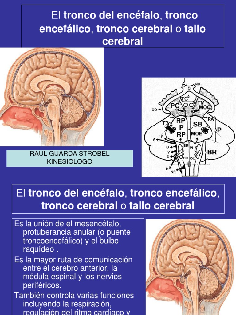 Tronco Encefalico.2 | PDF | Tronco encefálico | Órgano (anatomía)
