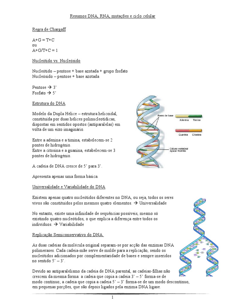 Dna Rna Ciclo Celular E Mutações Pdf
