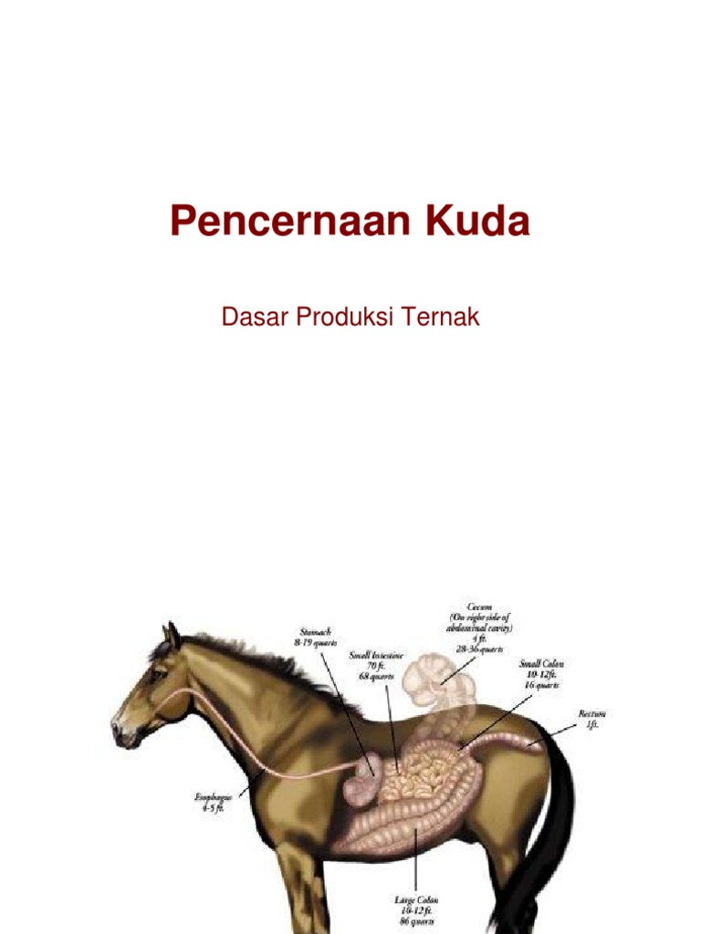 Pencernaan Kuda | PDF | Kesehatan Holistik