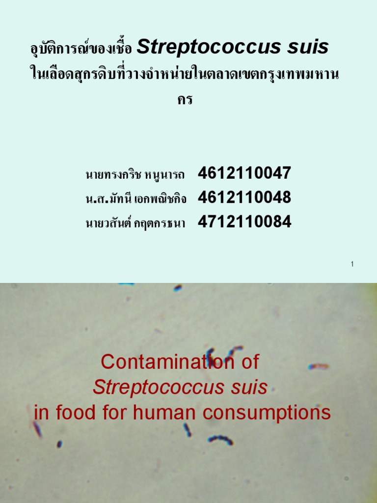 S. suis Contamination in Raw Pig Blood | PDF | Streptococcus | Bacteria