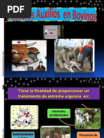 Cistocentesis | PDF | Vejiga urinaria | Ciencias de la Salud