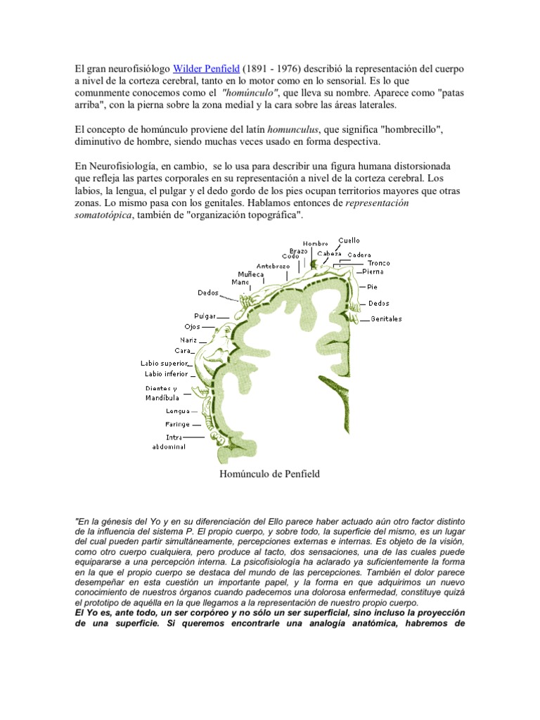 Homunculo de Penfield | PDF