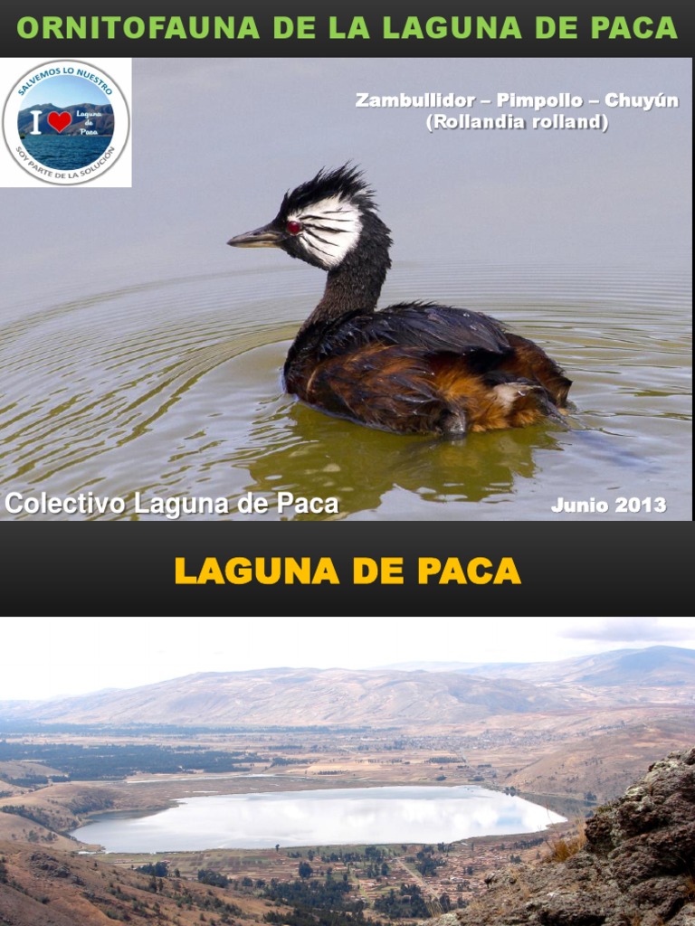 Laguna de Paca: Presentación de Primera Revista Sobre Su Ornitofauna ...
