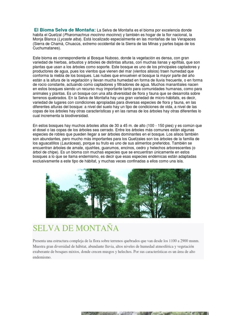 El Bioma Selva de Montaña | PDF | Selva | Los bosques