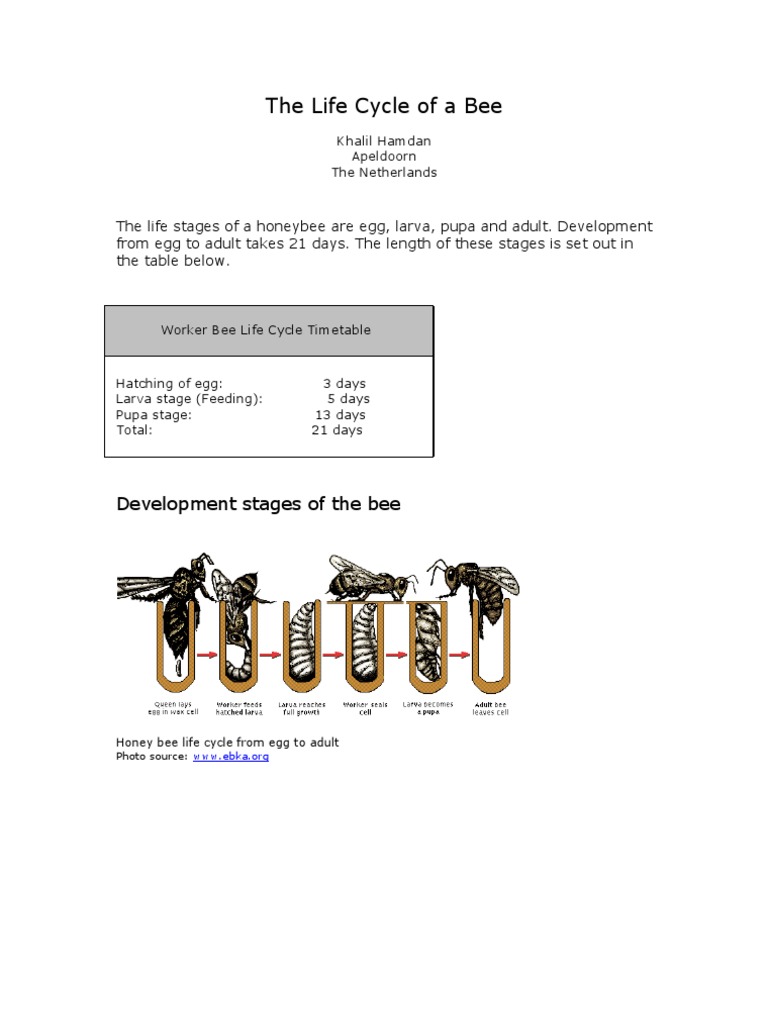 The Stages of a Bee's Lifecycle: From Egg to Foraging Adult | PDF ...