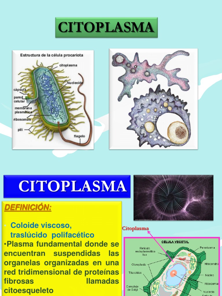 Clase 7 PROTOPLASTO O PROTOPLASMA | Citoesqueleto | Microtúbulos