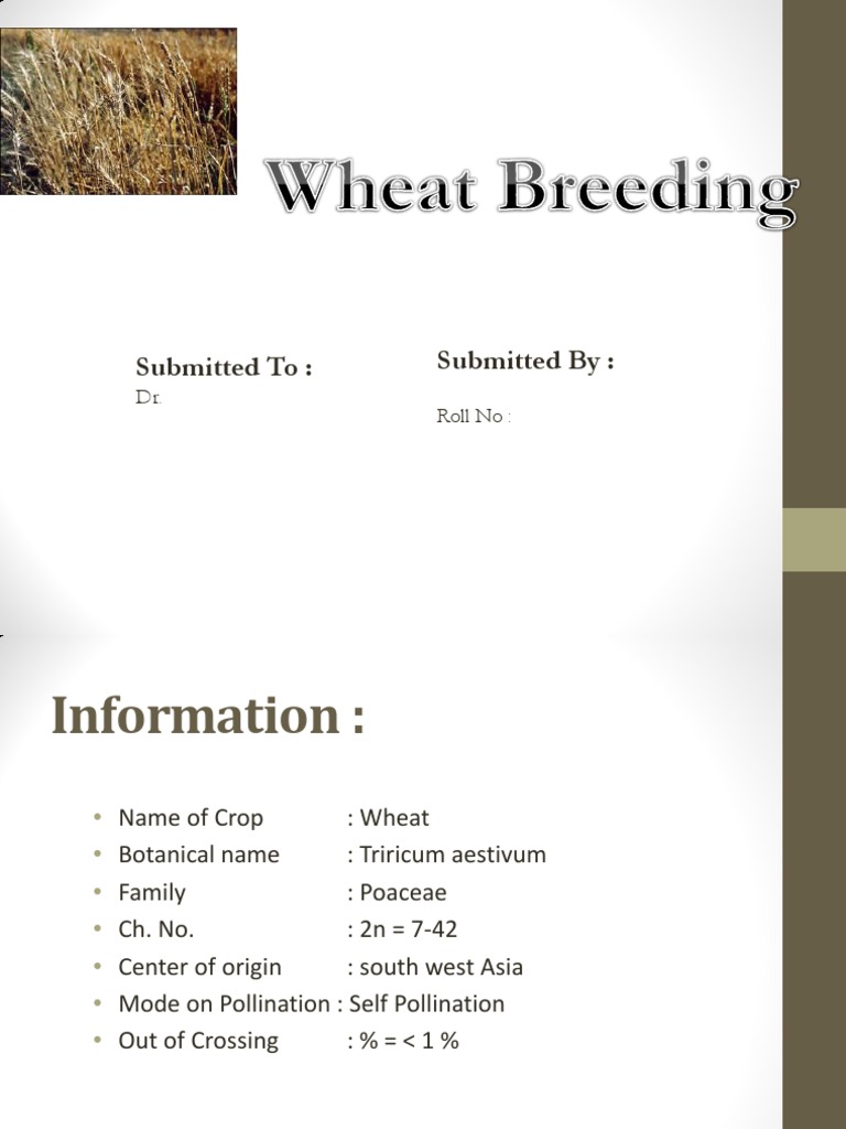 Wheat | PDF | Wheat | Plant Breeding