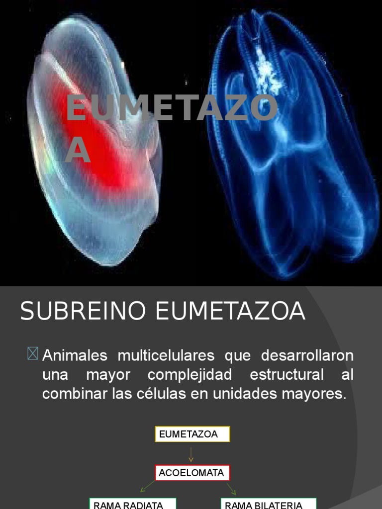Estructura y Clasificación de Eumetazoa | PDF | Zoología | Biología