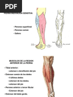 Músculos Intrínseco | PDF | Dedo del pie | Pie