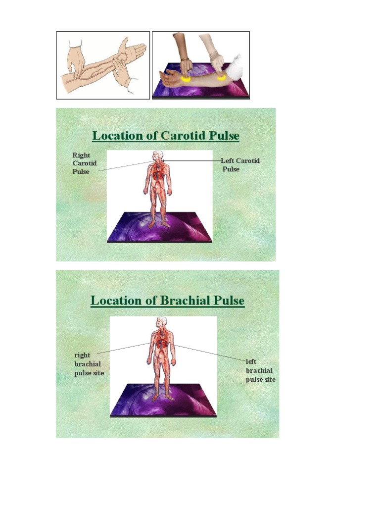 Pulse Locations in the Human Body | PDF