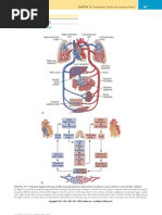 Animal Trauma Triage Score | PDF | Pulse | Physiology