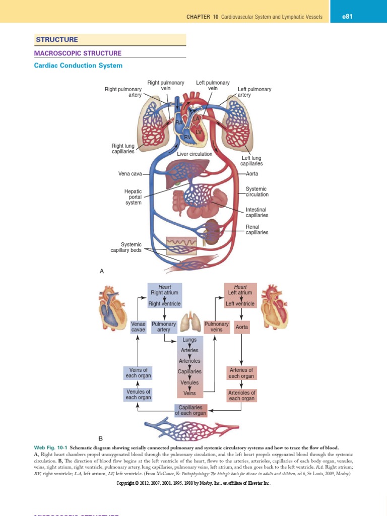 Chapter 010-Cardiovascular DX | PDF | Atrium (Heart) | Heart Valve