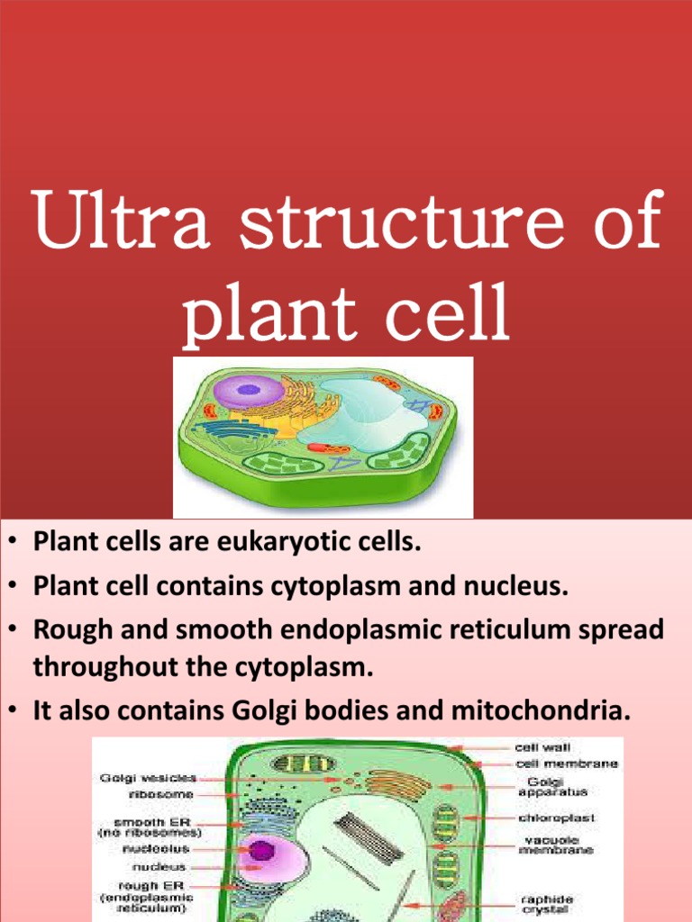 Ultra Structure of Plant Cell 1 | PDF | Vacuole | Biological Membrane
