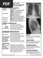 Rabbit Anatomy Lab Report | PDF | Small Intestine | Human Body