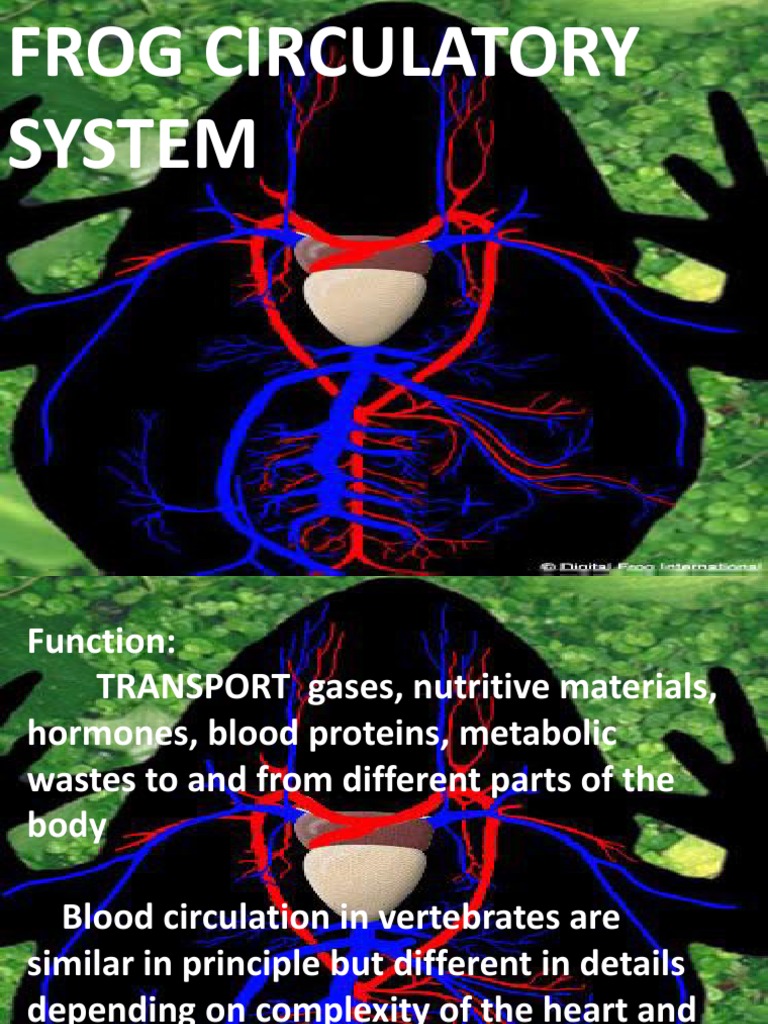 Frog Circulatory System | PDF | Circulatory System | Lymphatic System