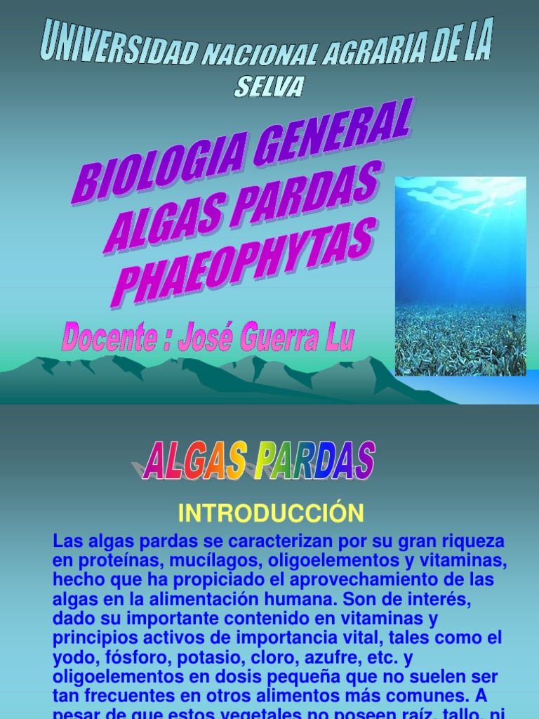 Algas Pardas Exposicion | PDF | Algas | Biología