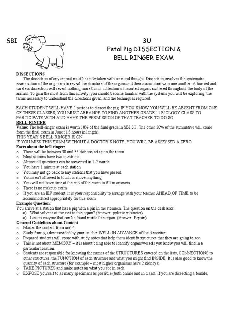 Bell Ringer Pig Content | PDF | Test (Assessment) | Stomach