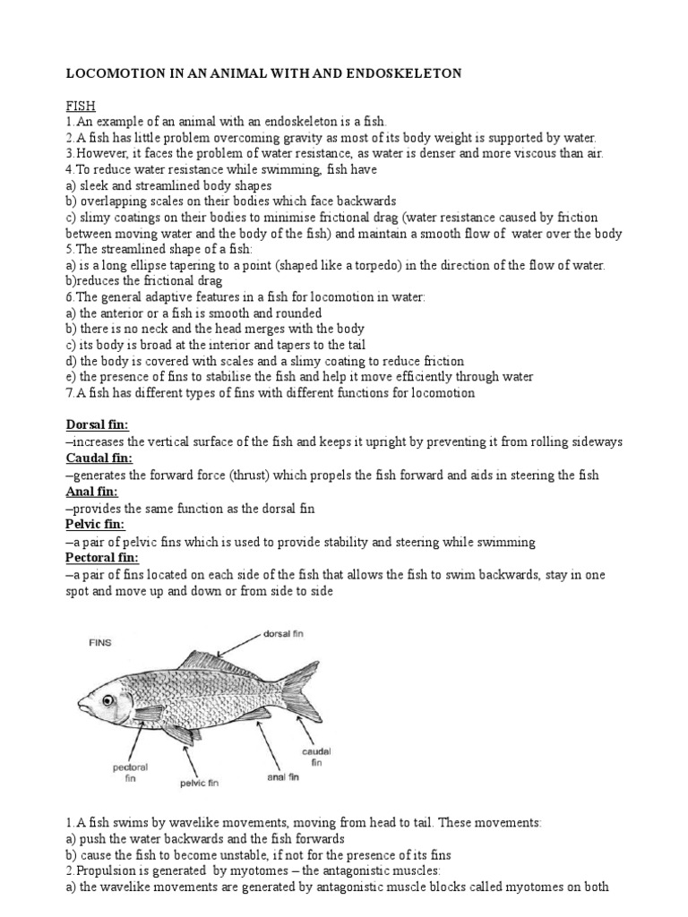 Locomotion in an Animal With and Endoskeleton | Animal Locomotion ...