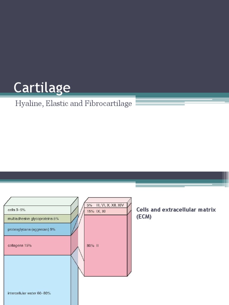 Types and Functions of Cartilage | PDF | Science & Mathematics