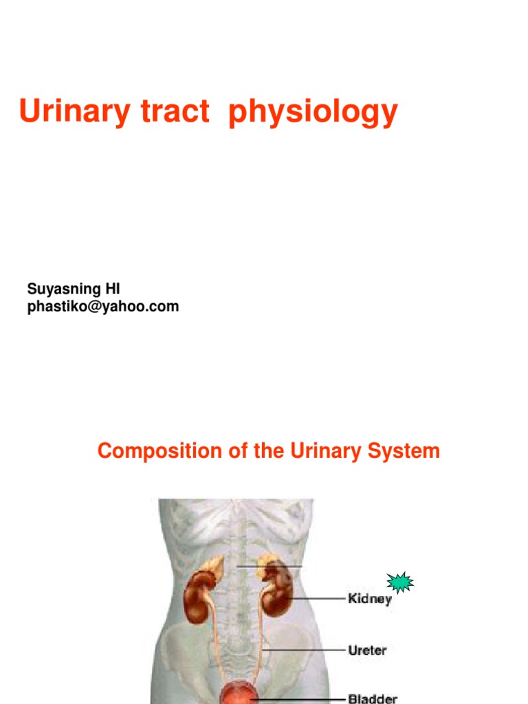 Urinary System Physiology Guide | PDF | Urinary System | Urination