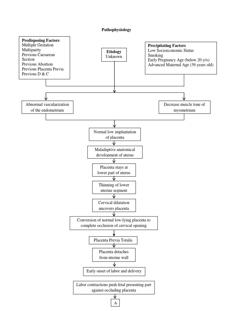 Placenta Previa: Causes and Risks | PDF