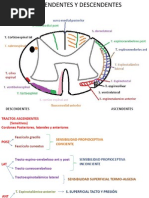 Tracto Rubroespinal | PDF | Cerebro | Neuroanatomía