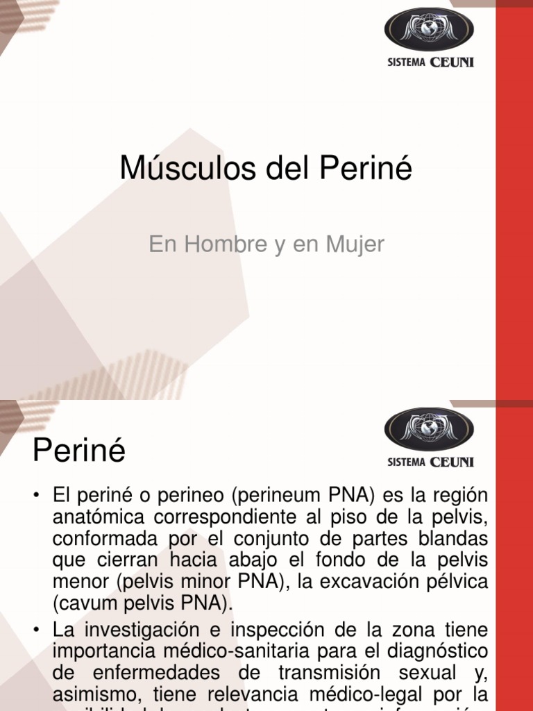 Músculos del Periné | Pelvis | Cuerpo humano