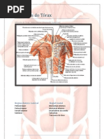 Músculos Do Tórax | PDF | Anatomia dos primatas | Sistema Locomotor