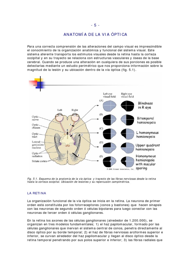 ANATOMÍA DE LA VIA ÓPTICA