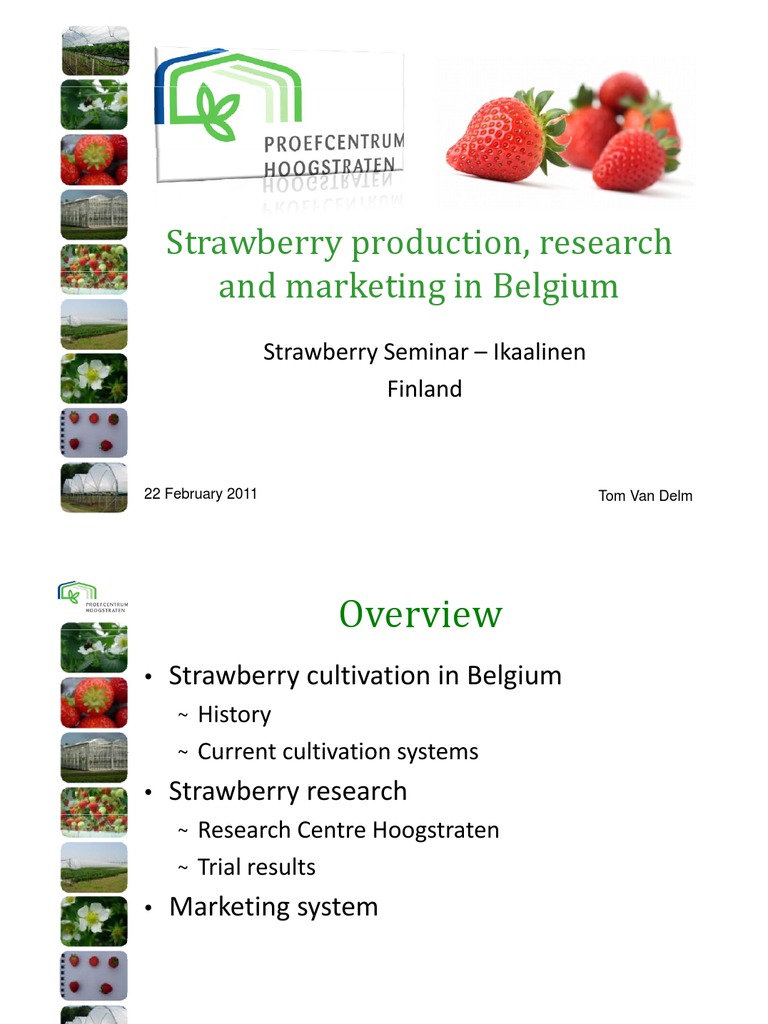 Prezentare Capsuni Belgia | Download Free PDF | Greenhouse | Strawberry