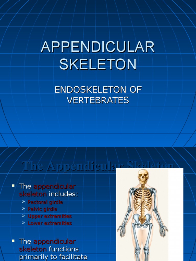Appendicular Skeleton | PDF | Foot | Elbow