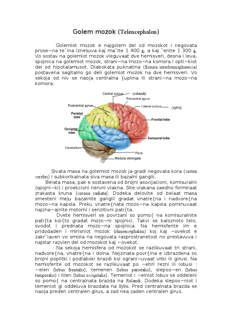 Anatomija Na CNS Seminarska | PDF