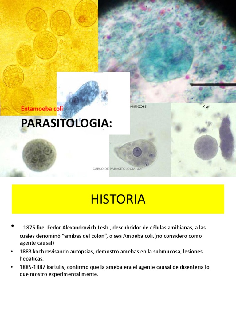 Entamoeba Coli | Ciencias de la tierra y de la vida | Biología