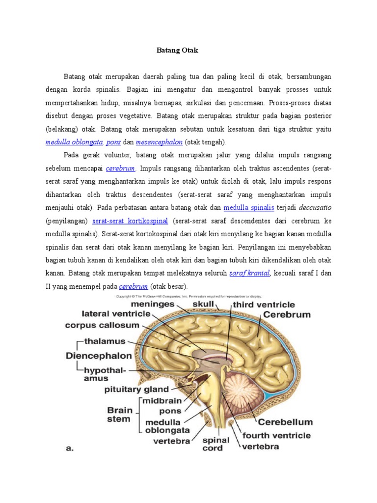 Batang Otak | PDF