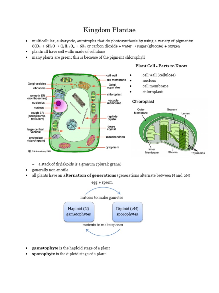 Kingdom Plantae: Plant Cell - Parts To Know | PDF | Pollination | Auxin